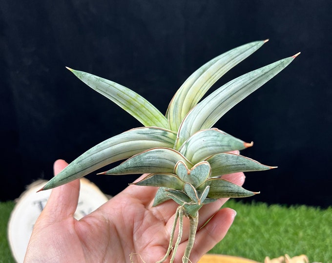 Sansevieria Blue Clone Variegated WHITE M298A / the Lazy Elf Shop - Etsy