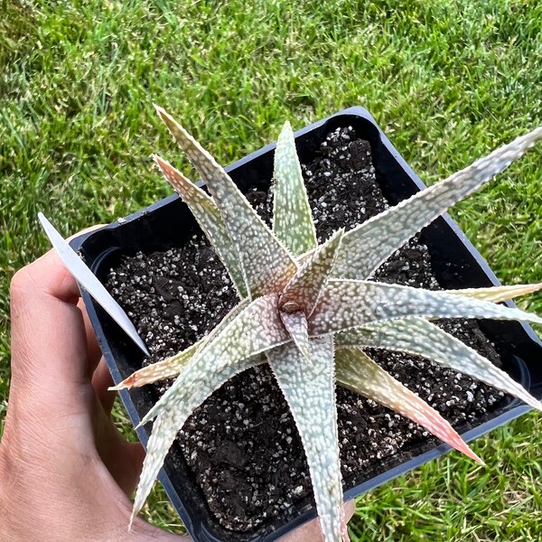 The Lazy Elf Shop - Etsy