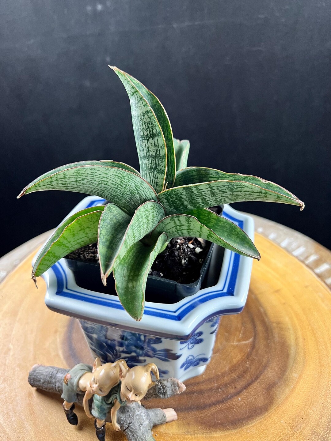 Sansevieria Phanpet B / Sansevieria Thai Hybrid / the Lazy Elf Shop - Etsy