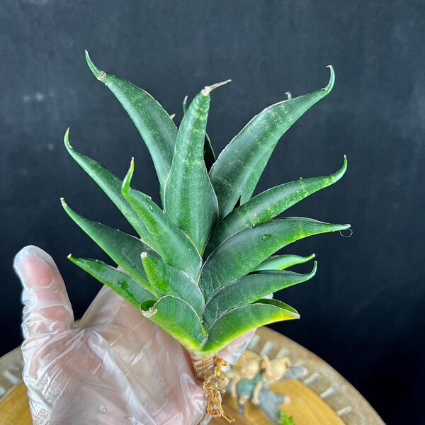 The Lazy Elf Shop - Etsy