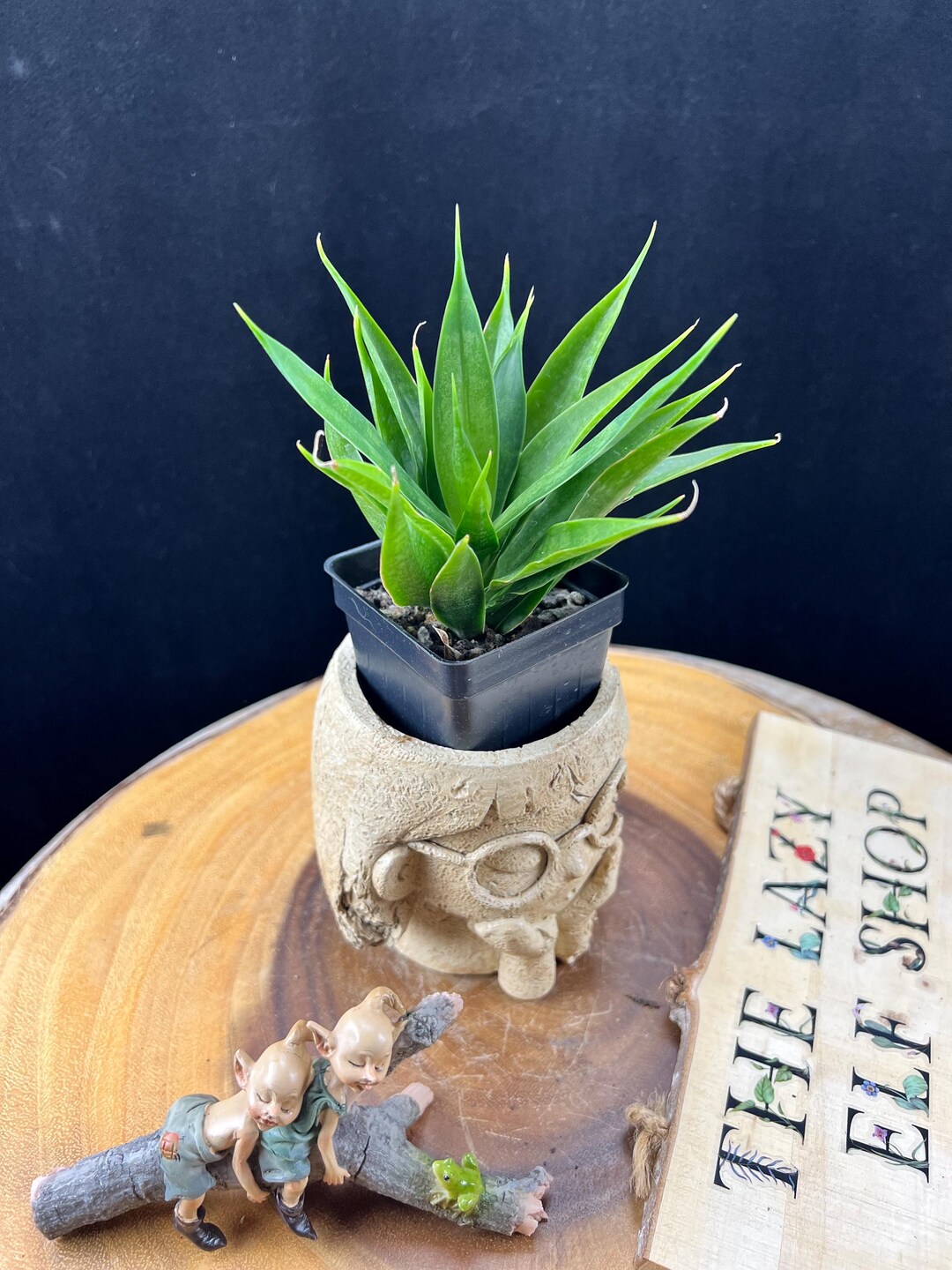 Sansevieria Sunflower / the Lazy Elf Shop - Etsy
