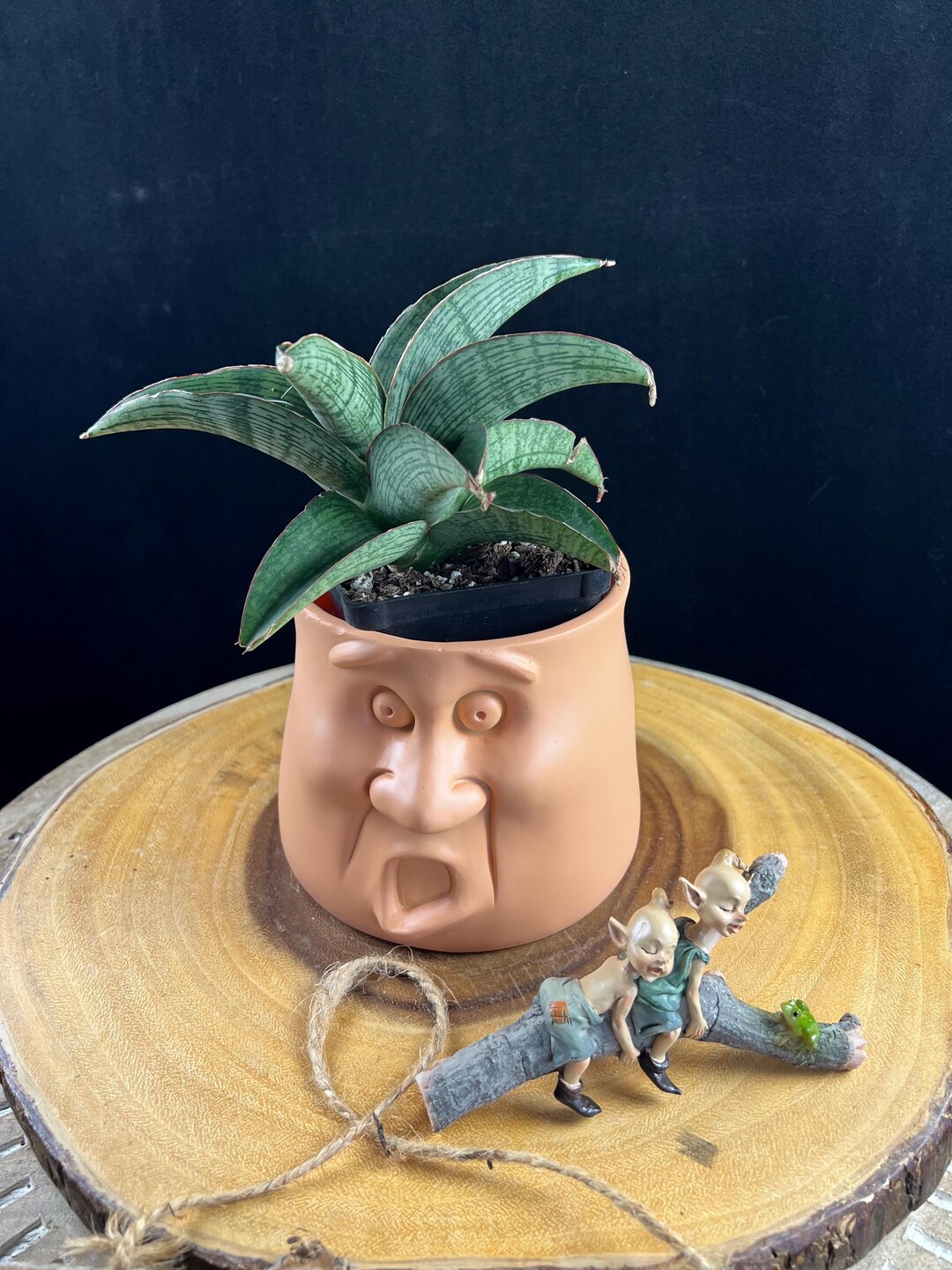 Sansevieria Phanpet B / Sansevieria Thai Hybrid / the Lazy Elf Shop - Etsy