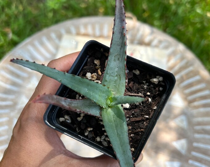 Aloe Divaricata Diablo #94/ the Lazy Elf Shop - Etsy