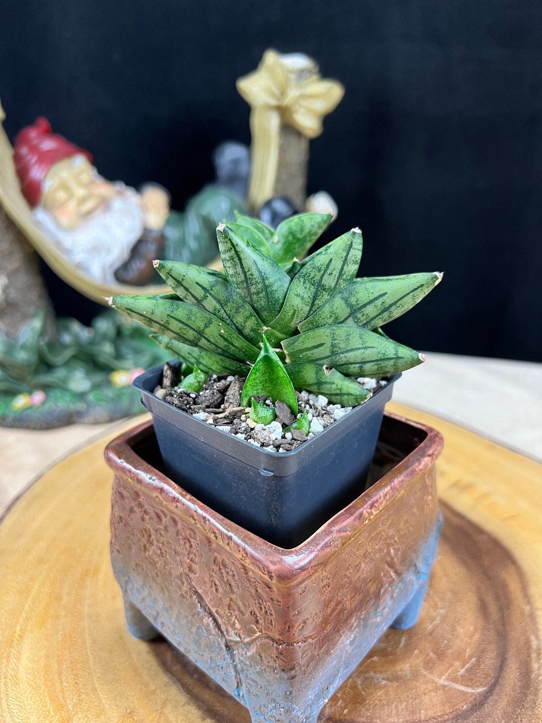 Sansevieria Boncel Mini F 2 Pot / the Lazy Elf Shop - Etsy