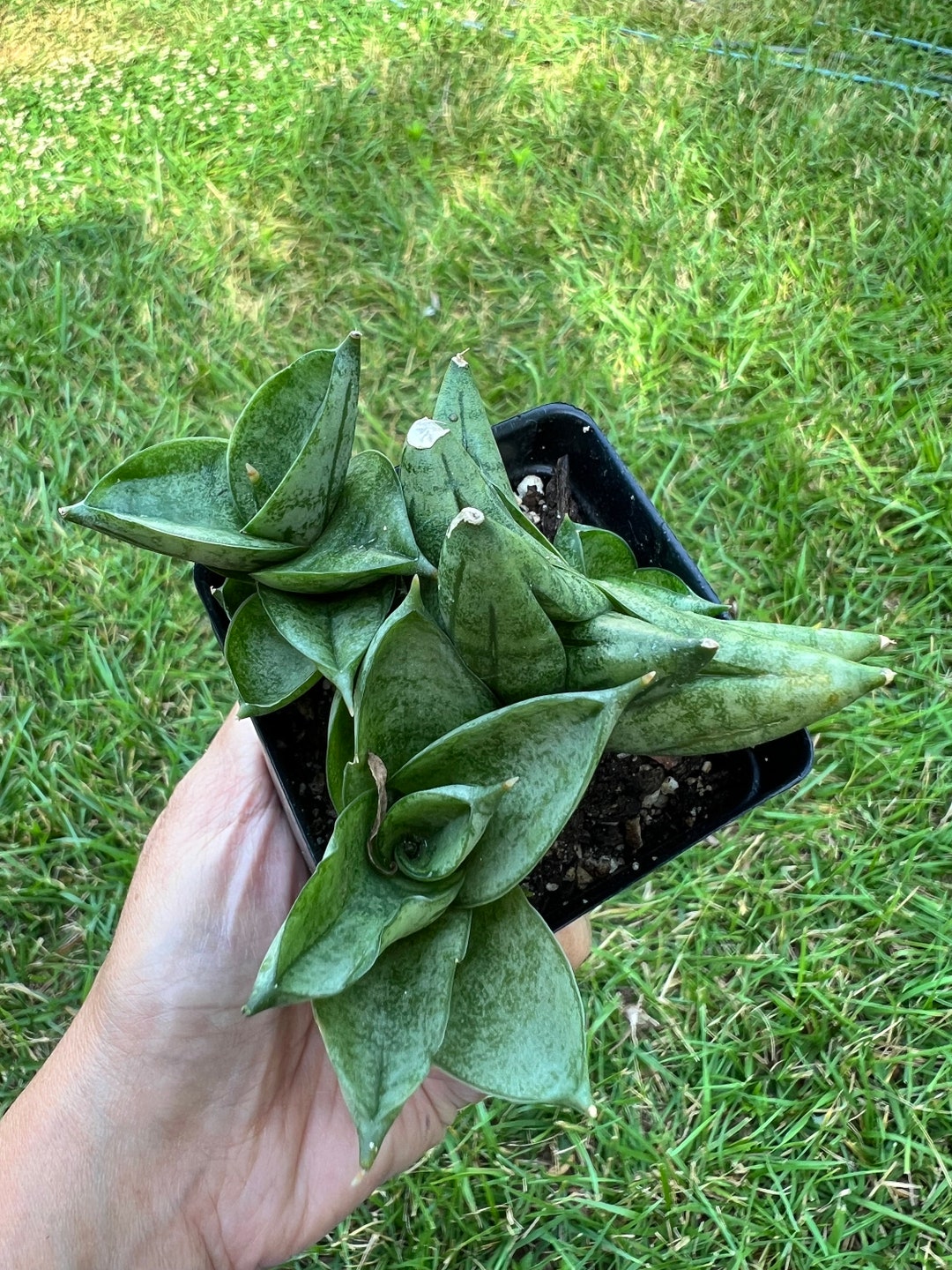 Sansevieria Boncel Mini P 2 Pot / the Lazy Elf Shop - Etsy