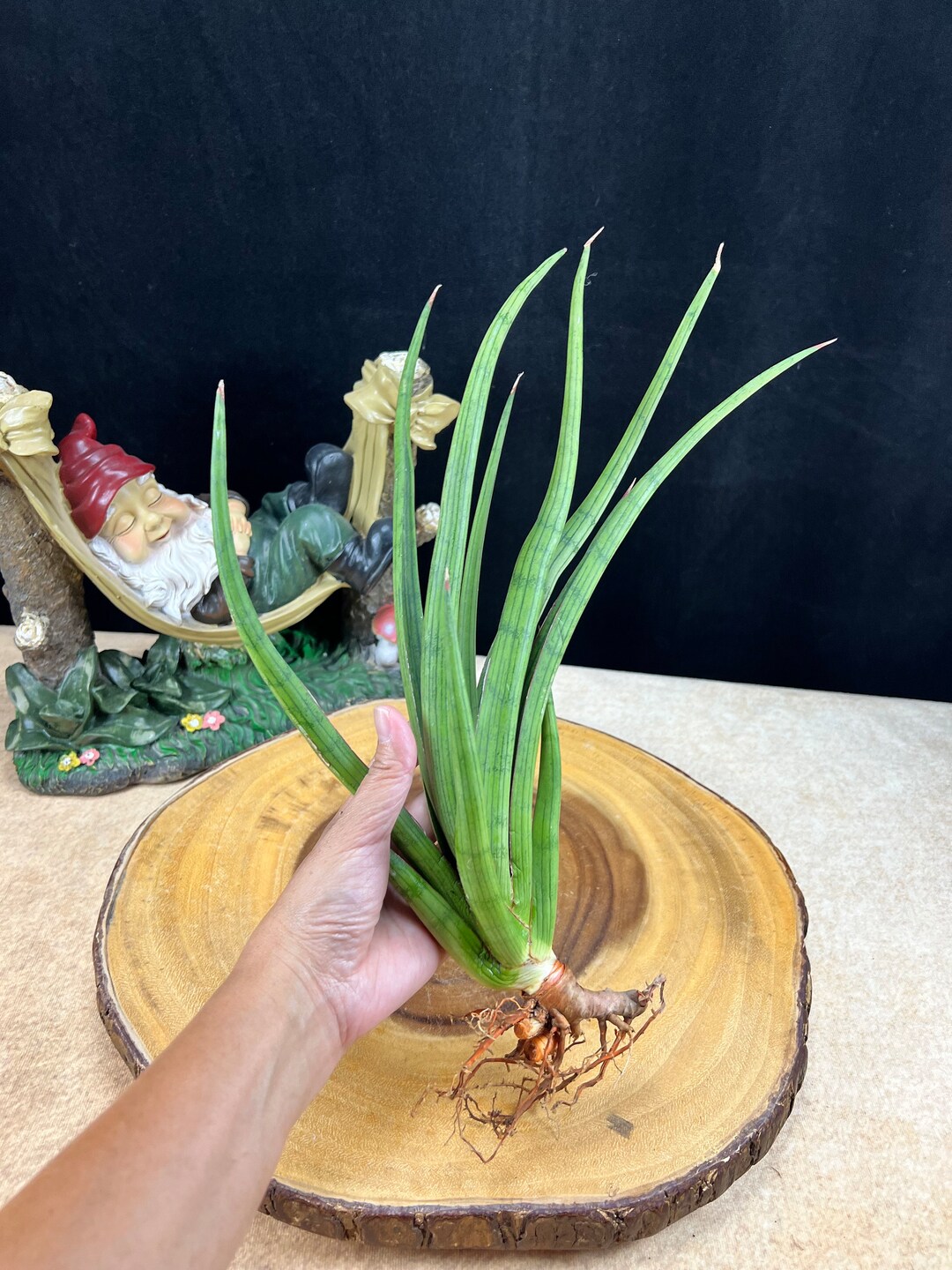 BIG SIZE Sansevieria Narin B / Sansevieria Thai Hybrid Narin - Etsy