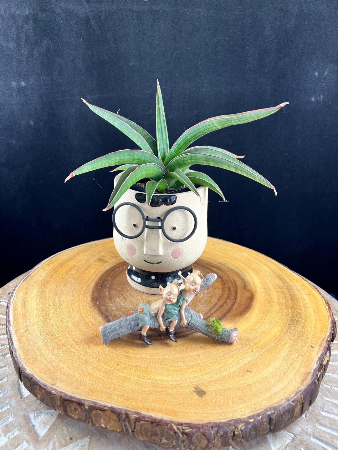 Sansevieria Koko E / the Lazy Elf Shop - Etsy
