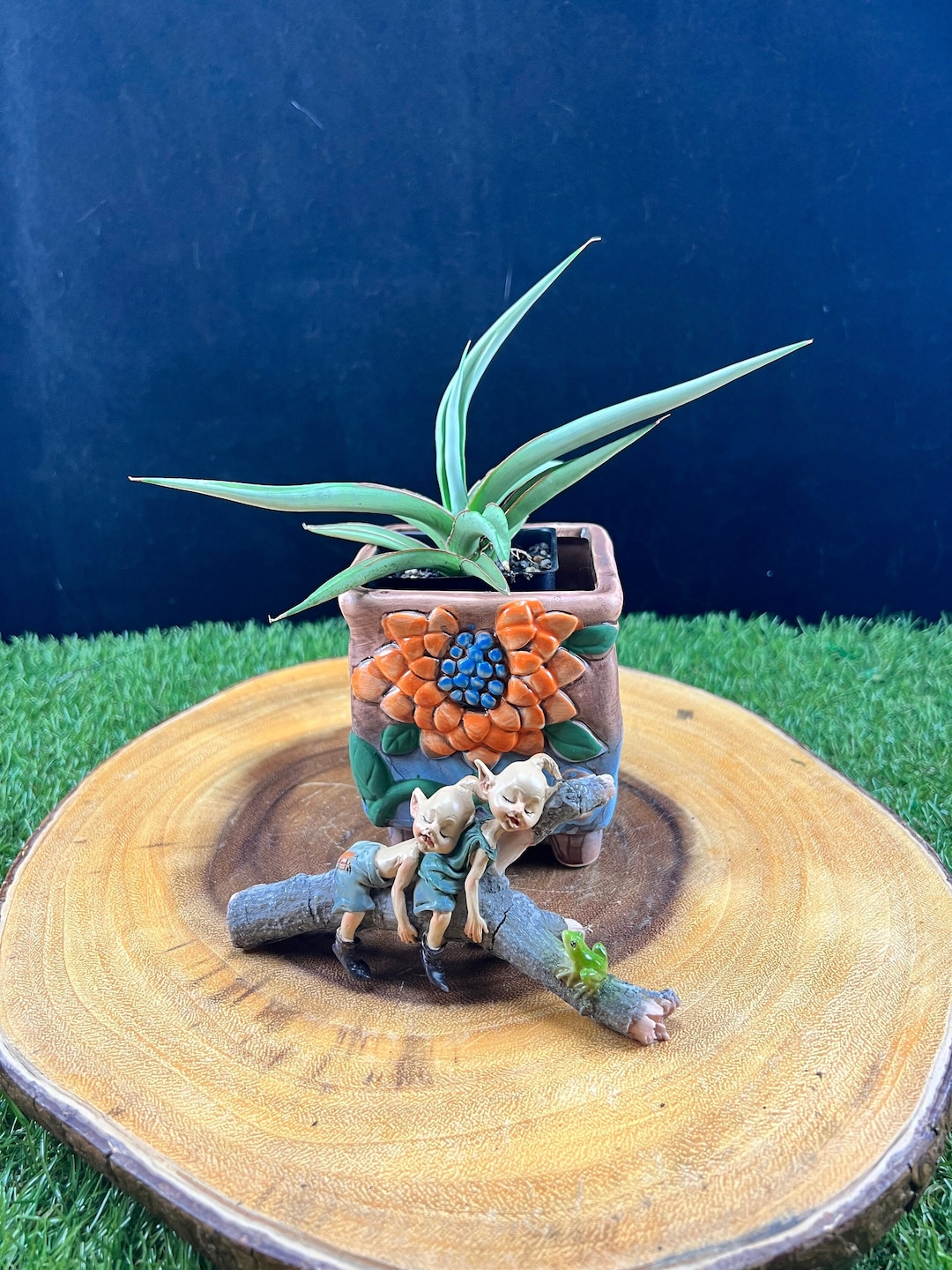 Sansevieria Dancing Gecko D / Sansevieria Thai Hybrid / the Lazy Elf ...