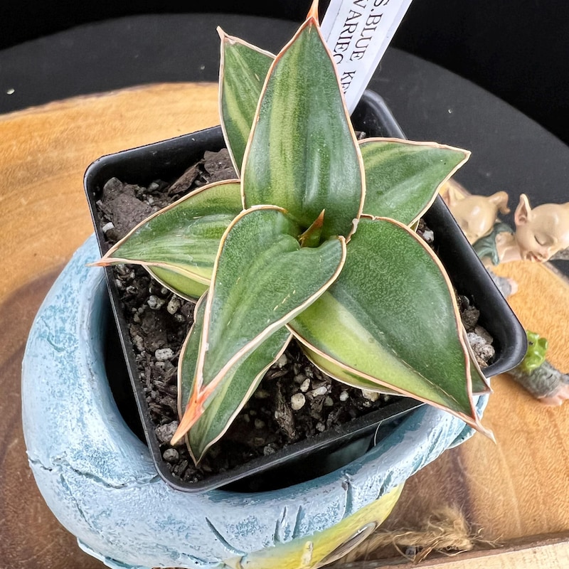 Samurai Dwarf Variegated - Etsy