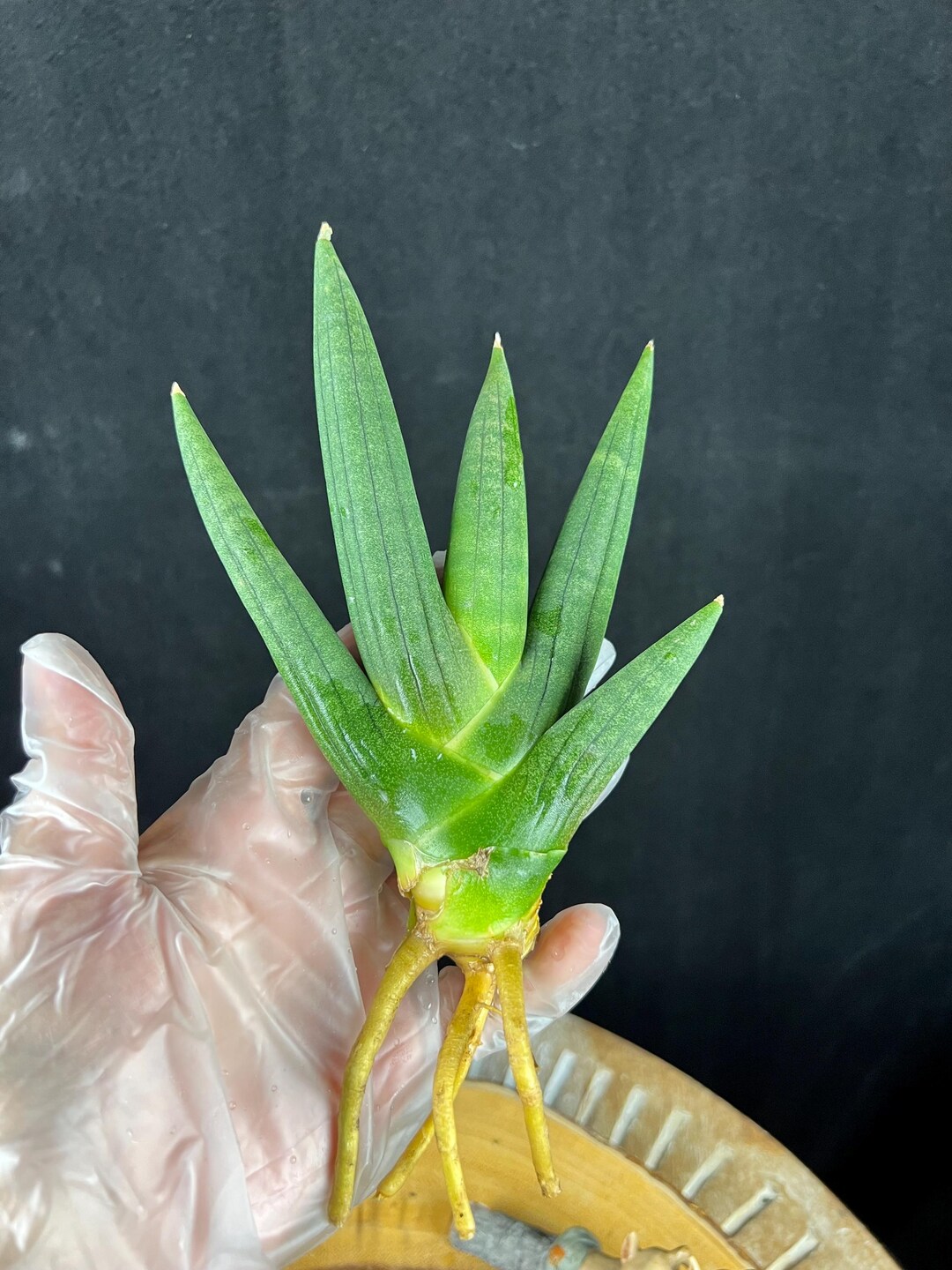Sansevieria Boncel Black B / the Lazy Elf Shop - Etsy