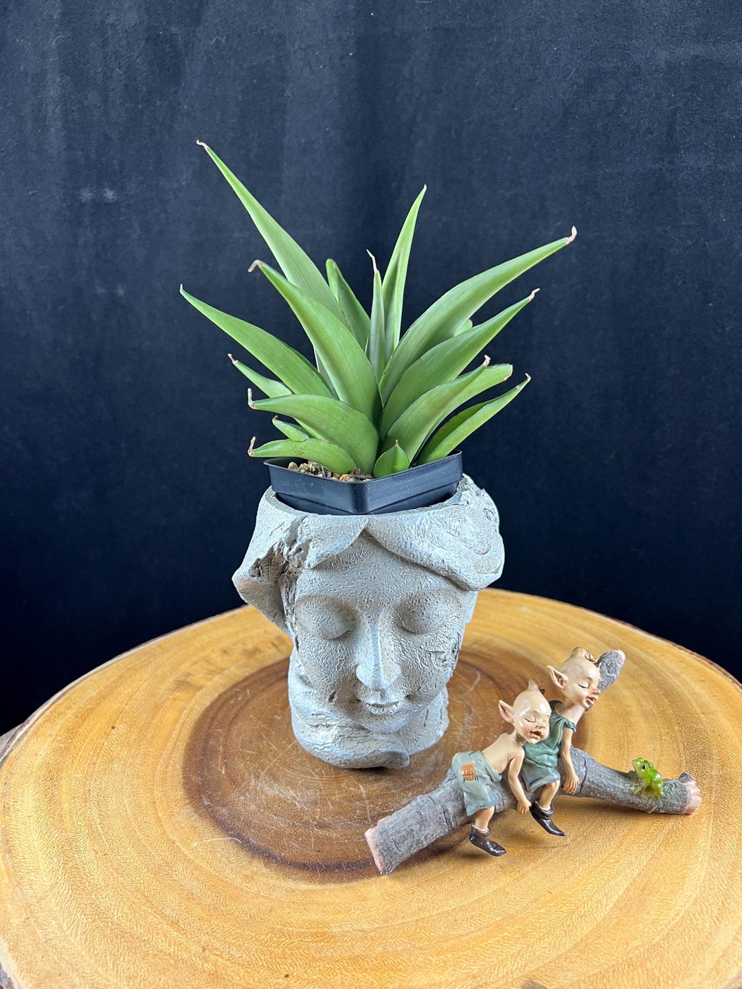 Sansevieria Manee Thawee 567A / the Lazy Elf Shop - Etsy