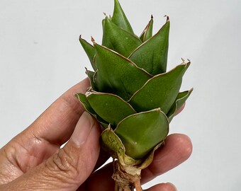 Sansevieria Pagoda - Etsy