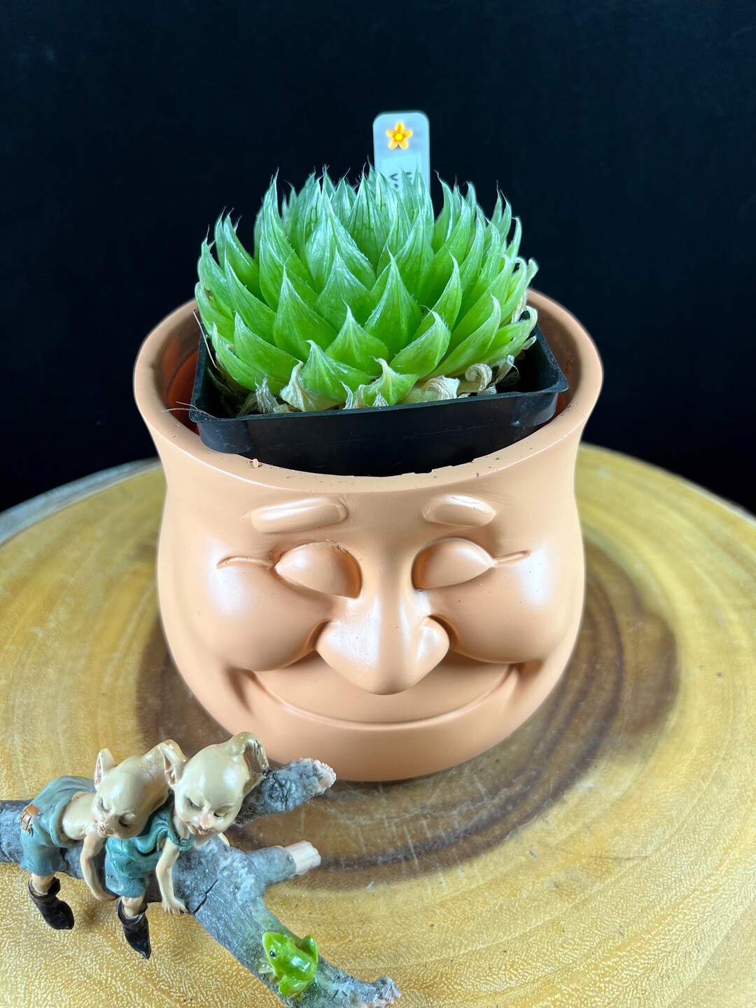 Haworthia Cooperi Var. Picturata 1 / the Lazy Elf Shop - Etsy