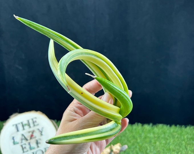 Sansevieria Patens Variegated Mutant (with Unique Form) E / the Lazy ...