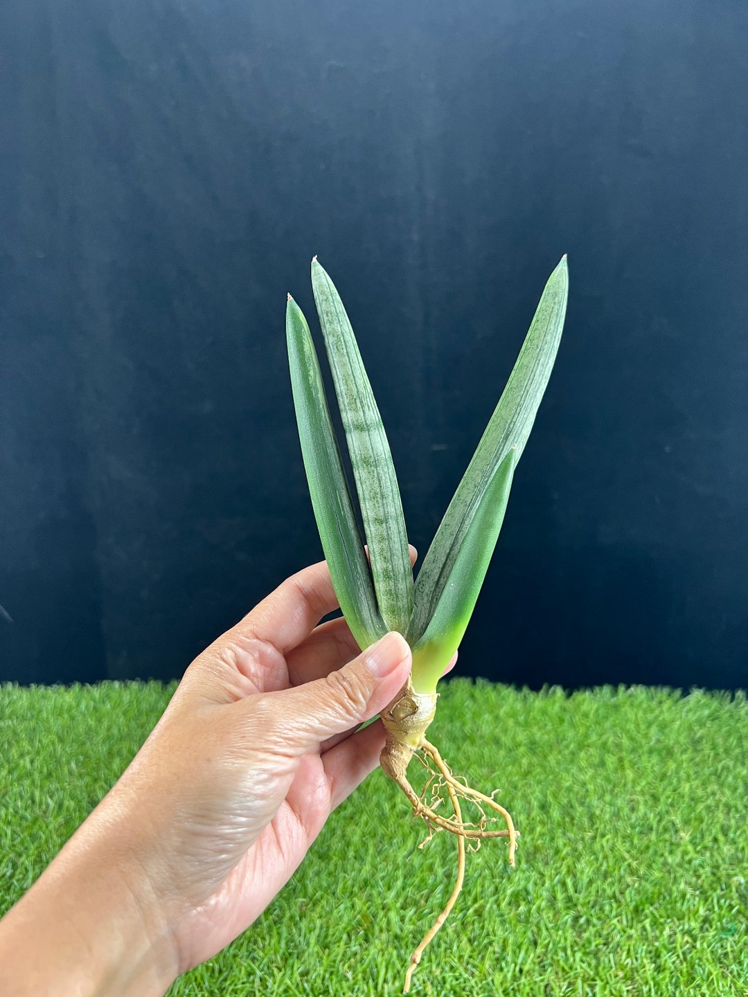 Sansevieria Boncel Devil A / Sansevieria Thai Hybrid/ the Lazy Elf Shop ...