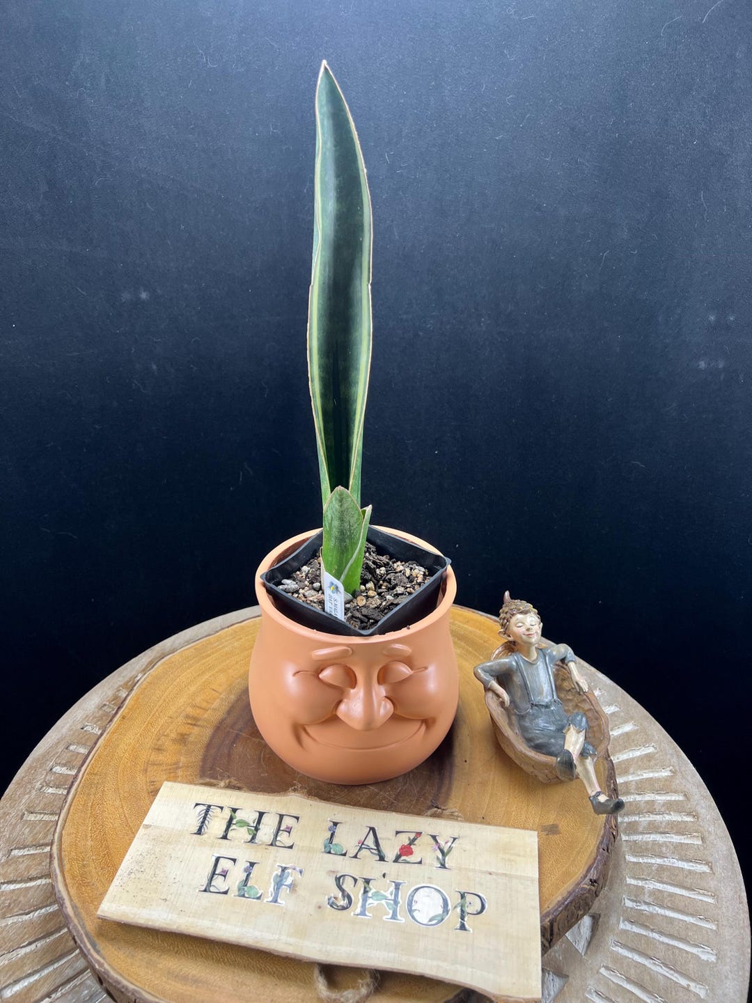 Sansevieria Malawi Bat Variegated #562SG A / the Lazy Elf Shop - Etsy