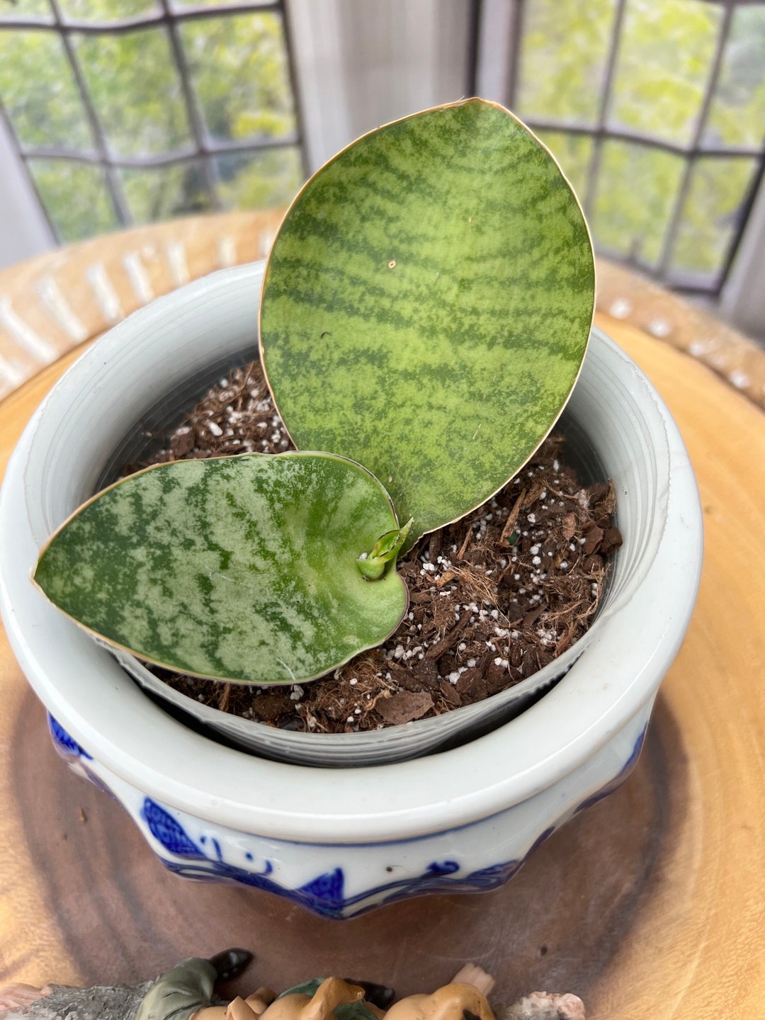 Sansevieria Hu Chang 4 Pot / Sansevieria Thai Hybrid / the - Etsy