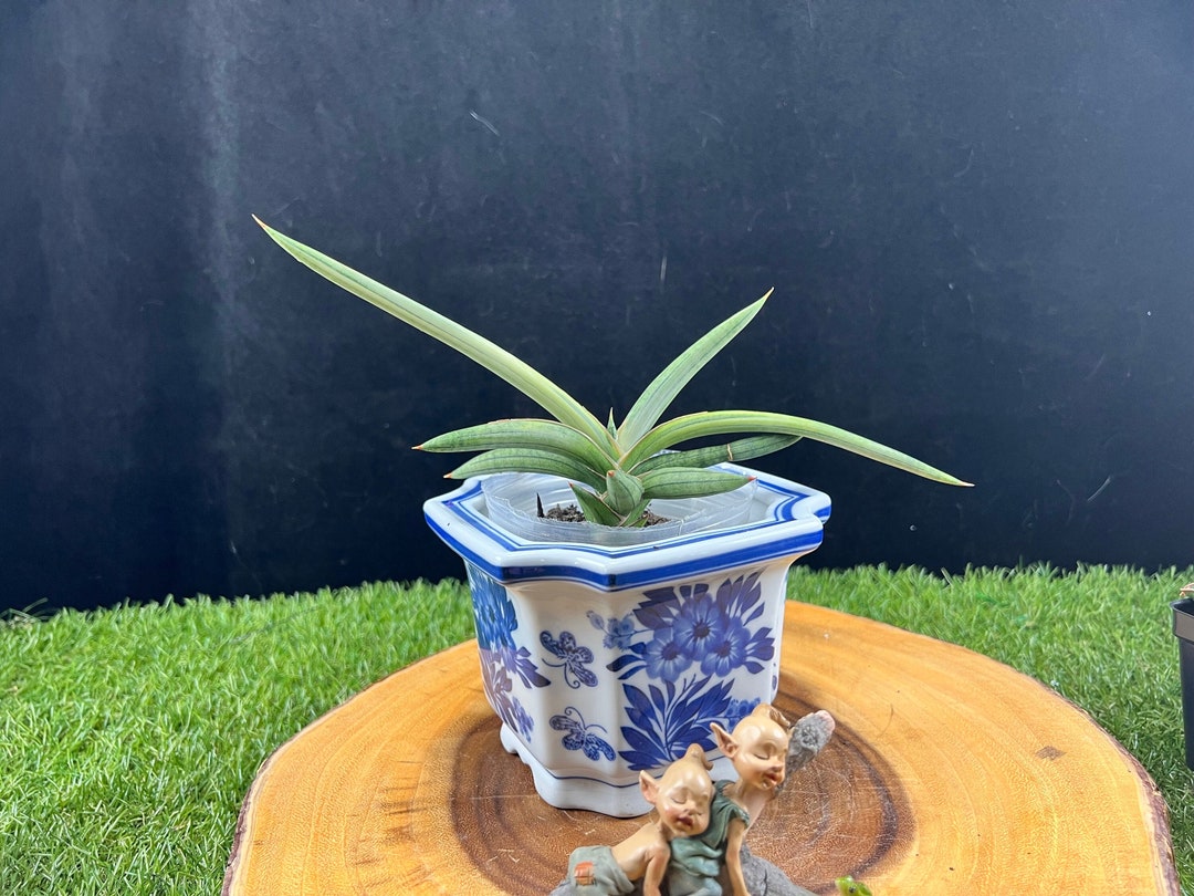 Sansevieria Silver Clone / the Lazy Elf Shop - Etsy