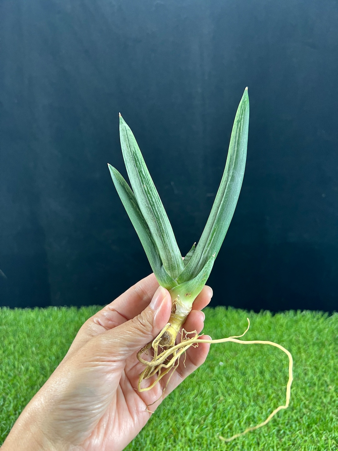 Sansevieria Boncel Devil B / Sansevieria Thai Hybrid/ the Lazy Elf Shop ...
