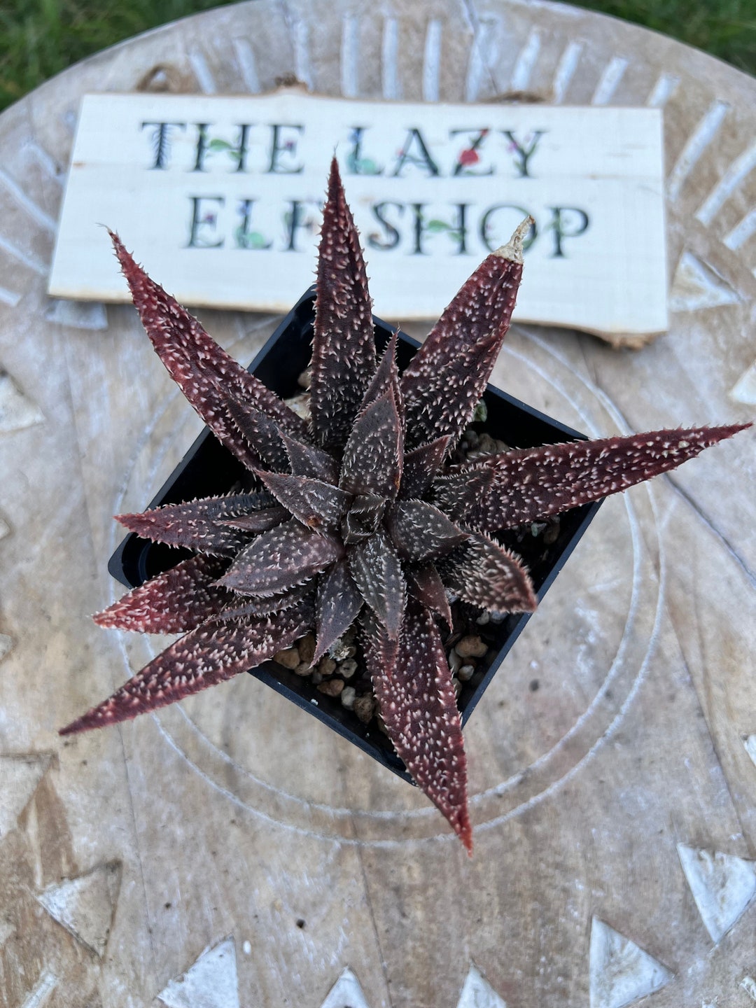 Aloe Tarantula / Gasteraloe Tarantula/ 4" Pot/ the Lazy Elf Shop - Etsy