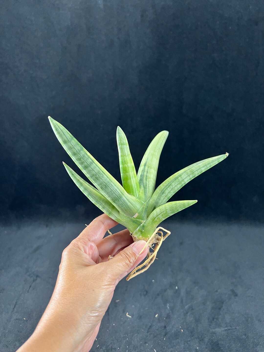 Sansevieria Boncel Variegated A / the Lazy Elf Shop - Etsy