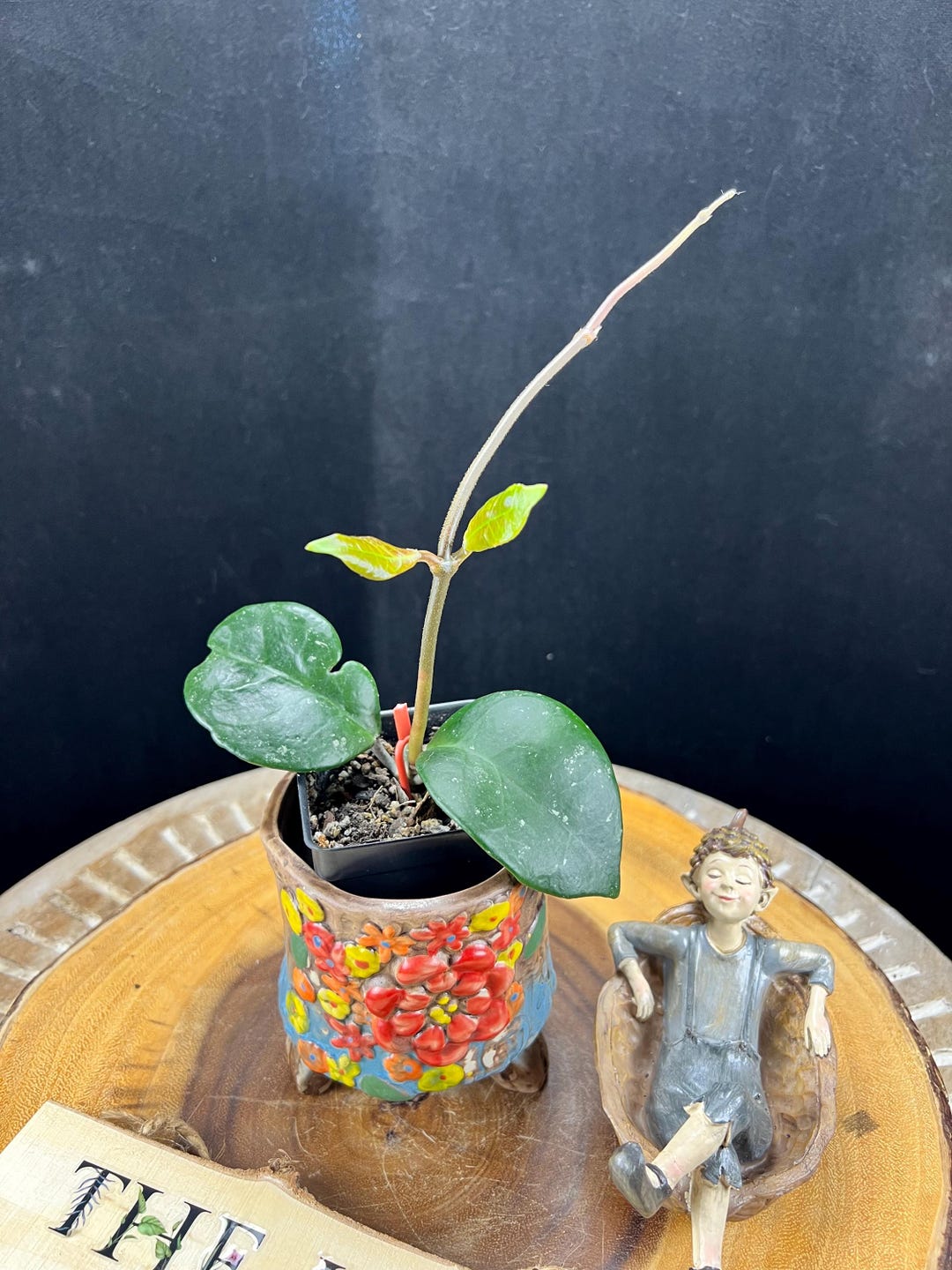Hoya Just Jake SL1 / the Lazy Elf Shop - Etsy