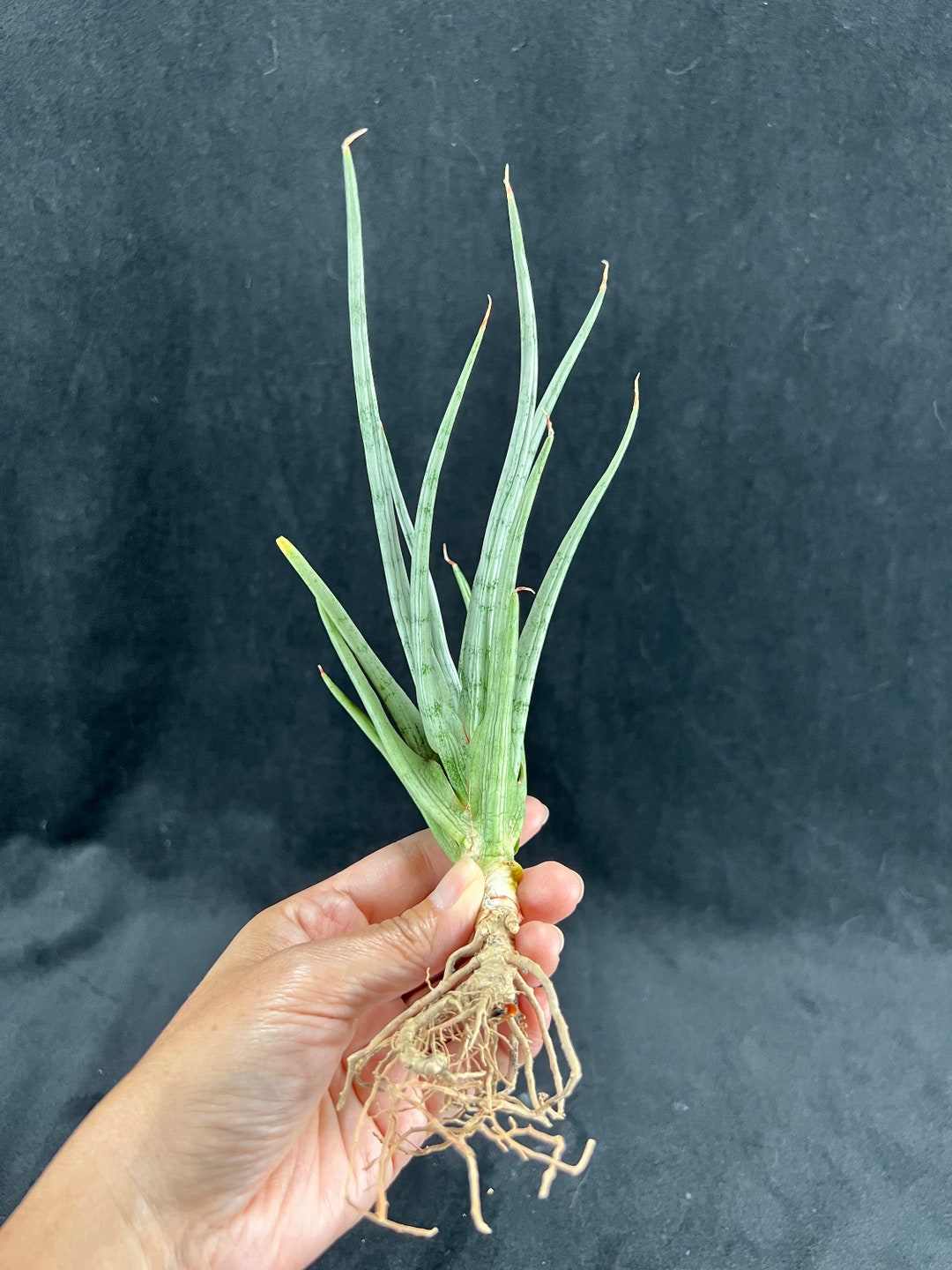 Sansevieria Narin / Sansevieria Thai Hybrid Narin / the Lazy - Etsy