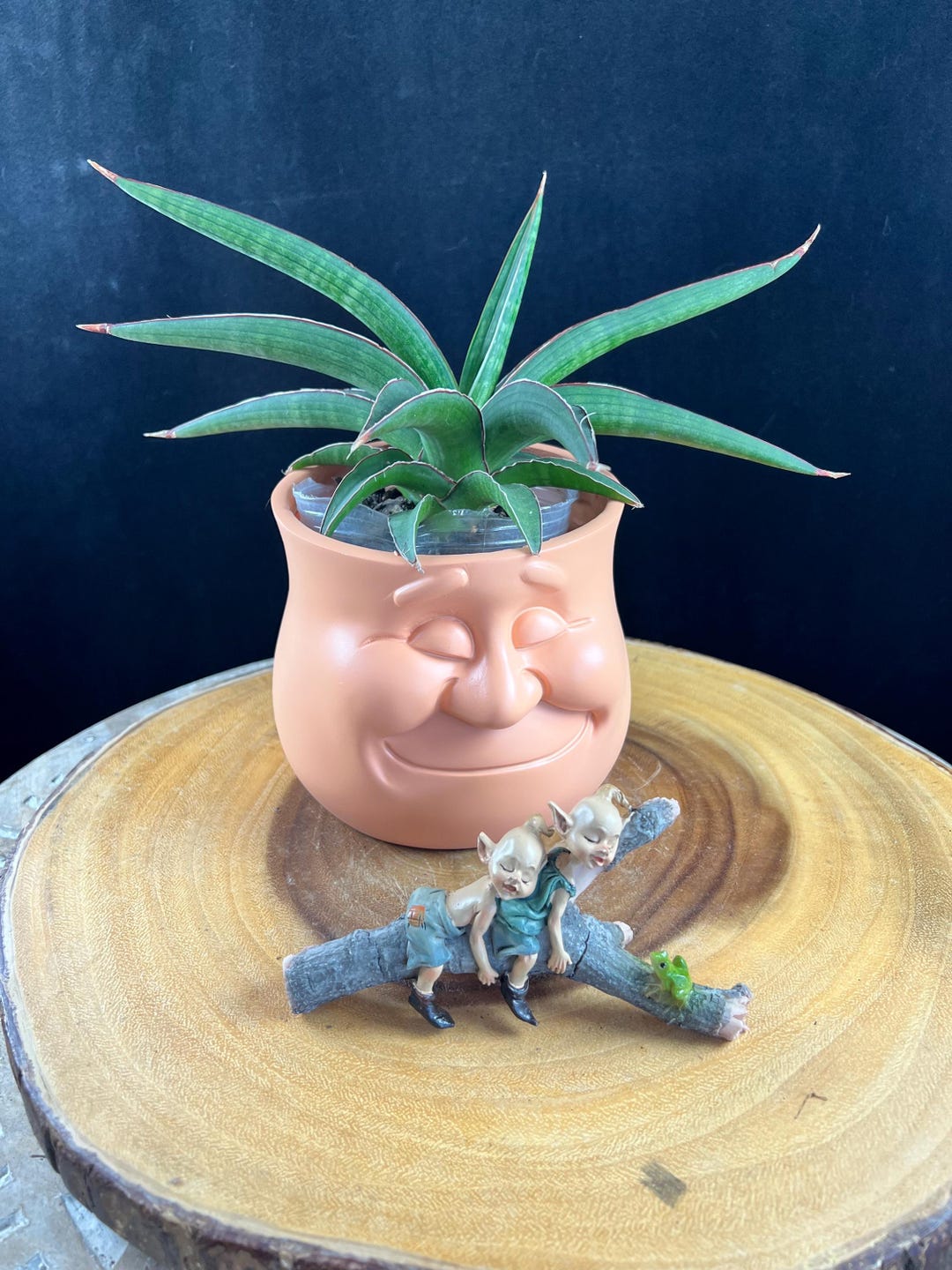 Sansevieria Koko E / the Lazy Elf Shop - Etsy