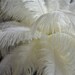 Ivory Ostrich Feather 100 Pcs for Wedding Party Centerpiece - Etsy