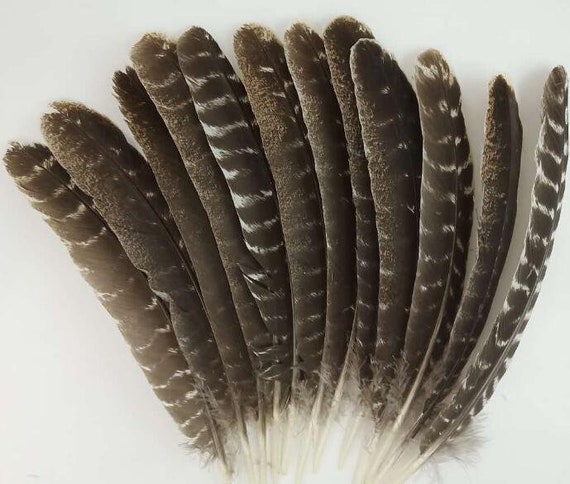 20 Pcs Turkey Round Quill Turkey Feather Pheasant Feather | Etsy