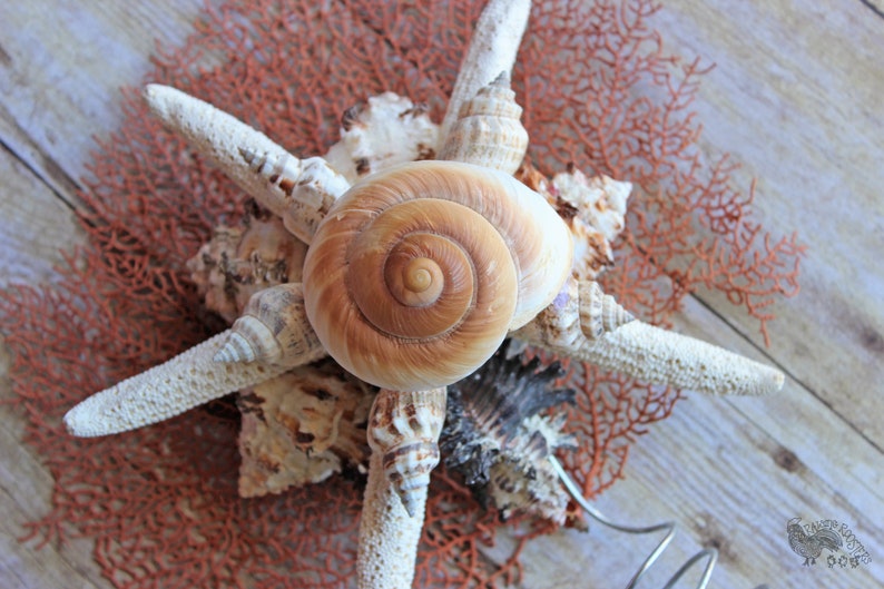 Sea Shell Christmas Tree Topper Brown Tree Topper Starfish - Etsy