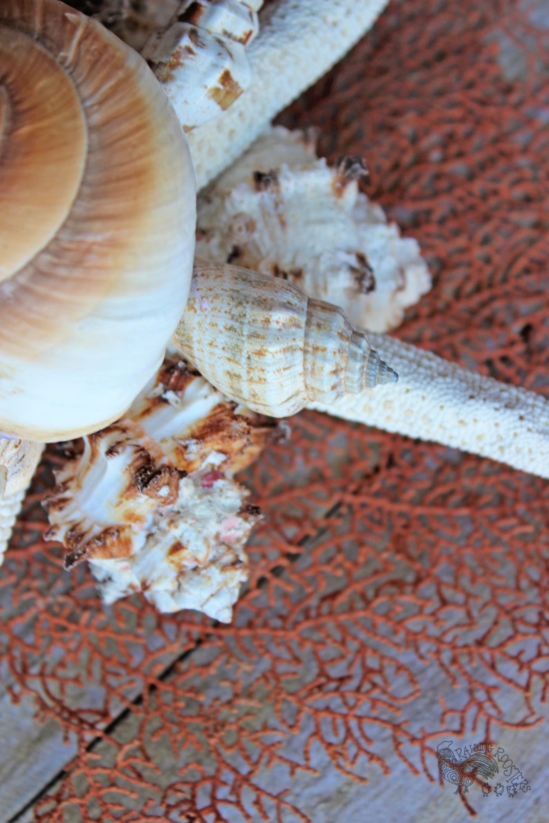 Sea Shell Christmas Tree Topper Brown Tree Topper Starfish | Etsy