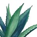 Blue Agave Watercolor Art Print, Agave Artwork, Agave Decor, Watercolor ...