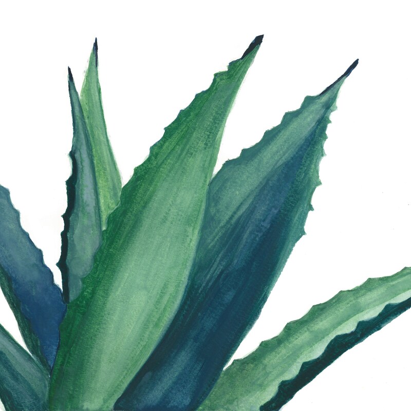 Blue Agave - Etsy