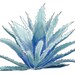 Watercolor & Ink Blue Agave Printable, Watercolor Art Print, Agave Art ...