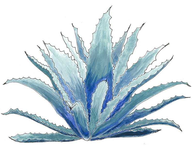 Watercolor & Ink Blue Agave Printable, Watercolor Art Print, Agave Art ...