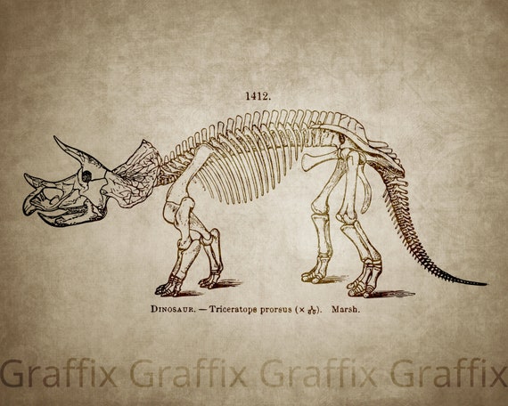Triceratops Knochen Spektakuläre Dino Skelette Im Naturkundemuseum