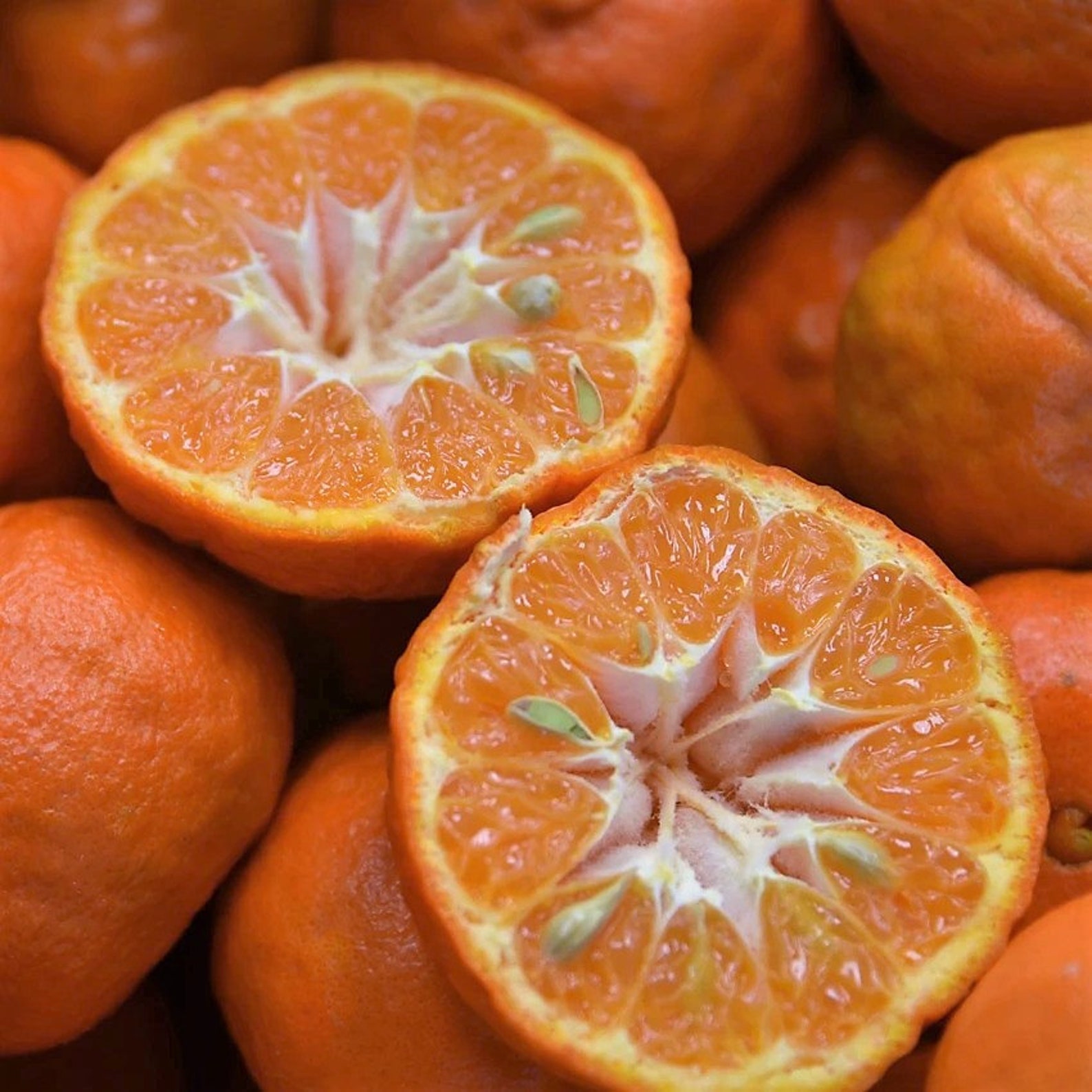 Fresh Dancy Tangerines Mandarins Citrus Fruit 6 lbs | Etsy