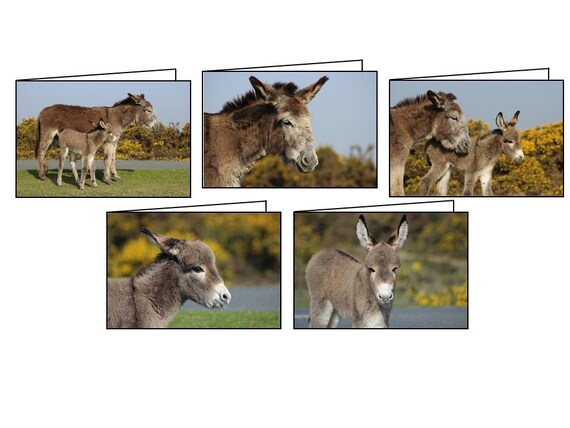 Donkey greeting cards pack | Etsy