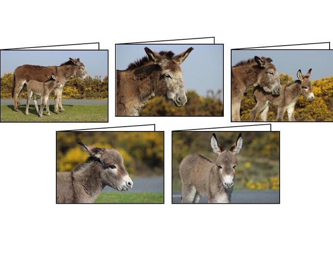 Donkey Greeting Cards Pack - Etsy UK