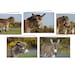 Donkey Greeting Cards Pack - Etsy UK