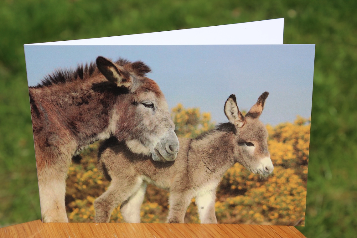 Donkey Greeting Cards Pack - Etsy UK