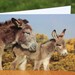 Donkey Greeting Cards Pack - Etsy UK