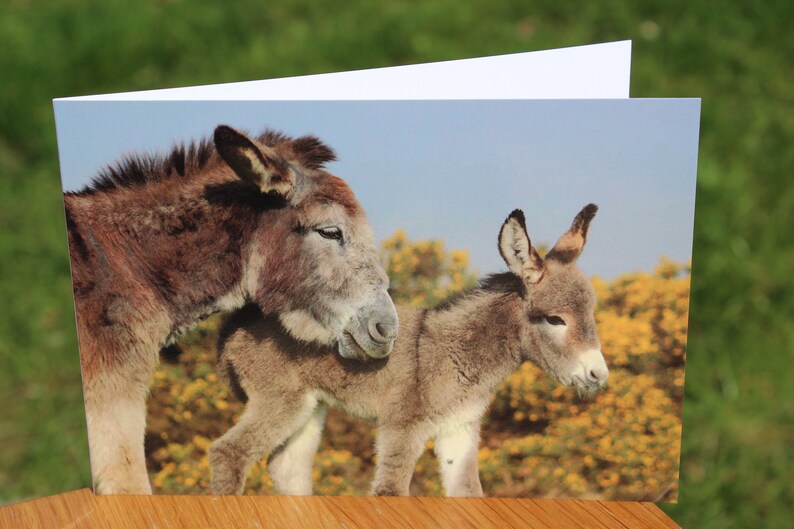 Donkey Greeting Cards Pack - Etsy UK