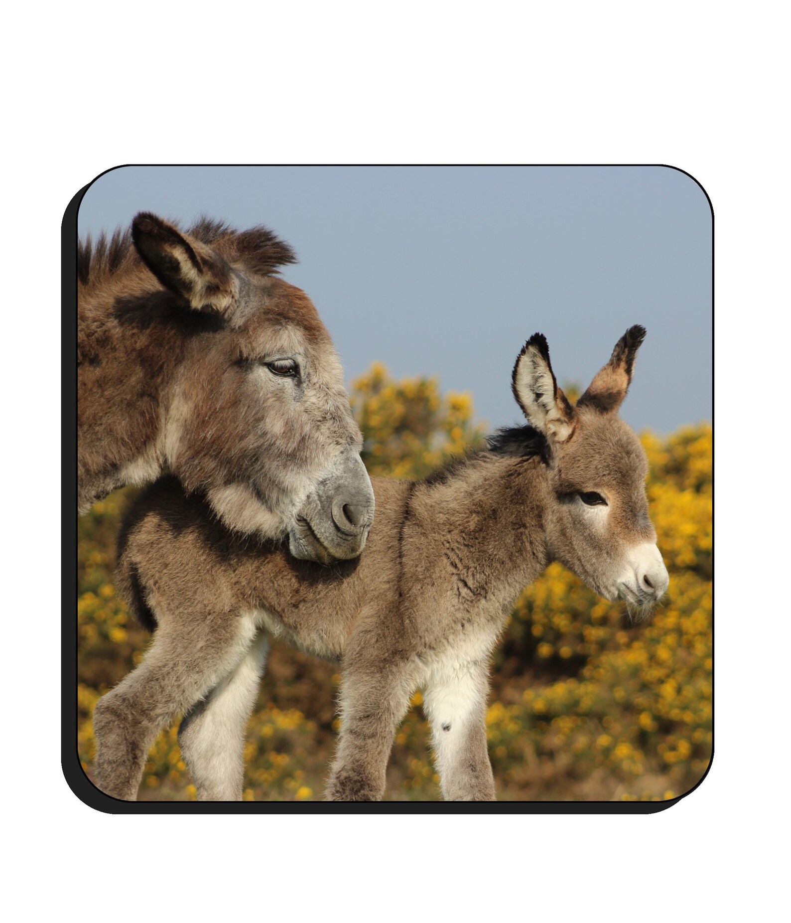 Donkey Photo Coasters, Featuring a Mother and Baby Donkey in the New ...