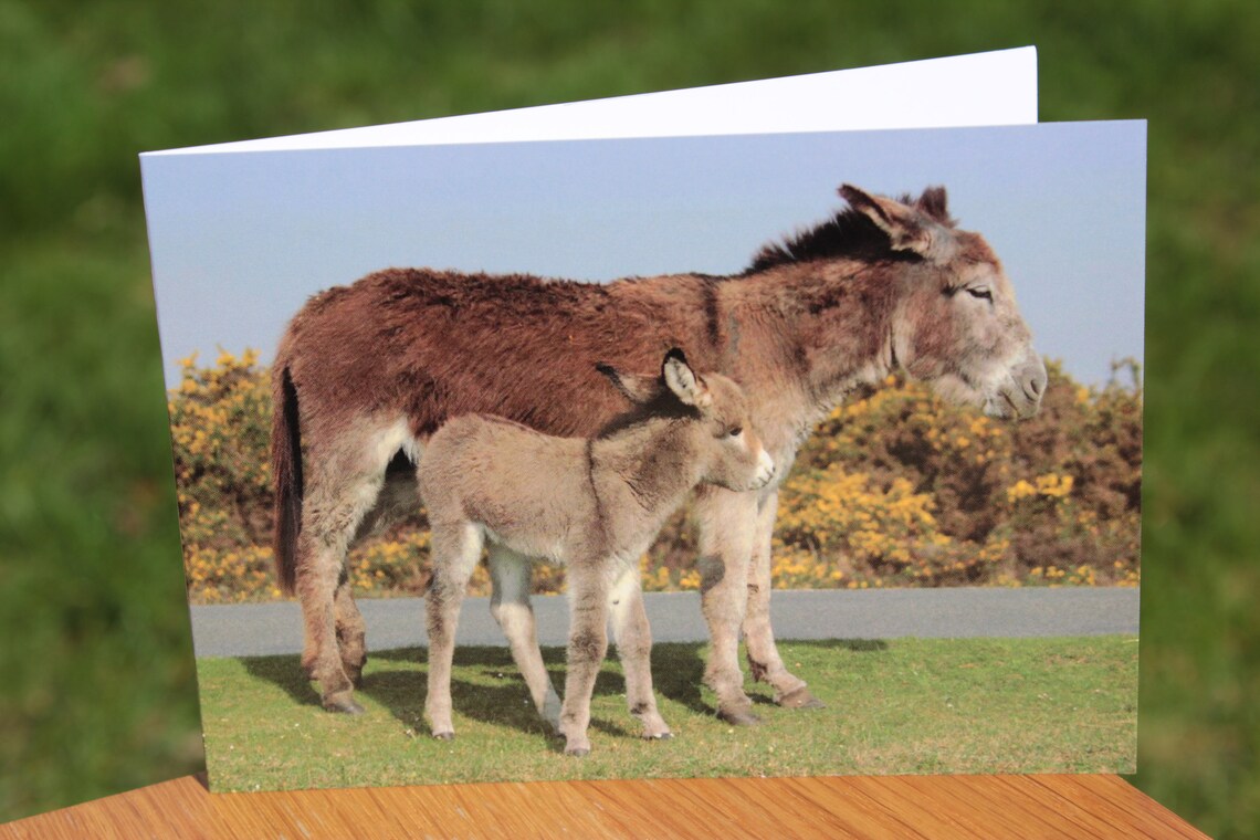 Donkey Greeting Cards Pack - Etsy UK