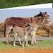 Donkey Greeting Cards Pack - Etsy UK