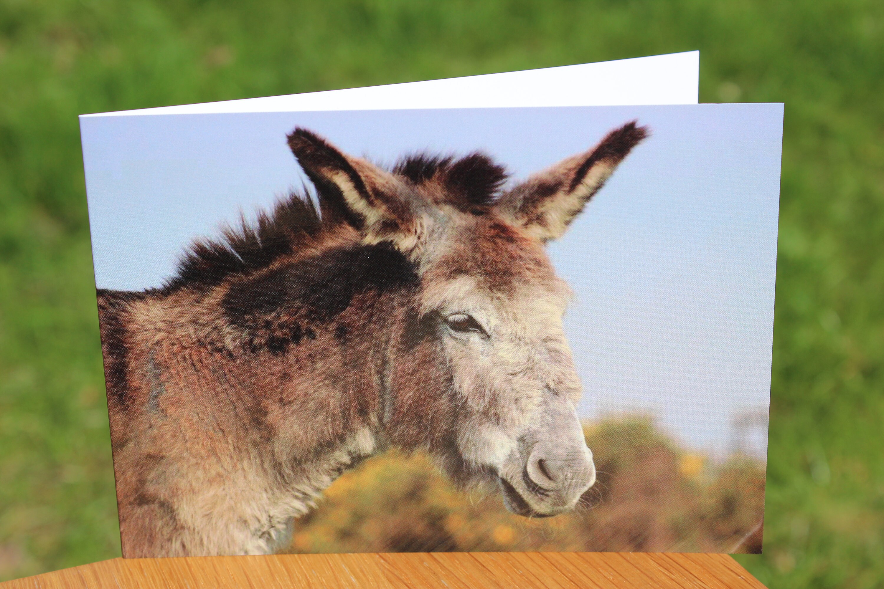 Donkey Greeting Cards Pack - Etsy UK