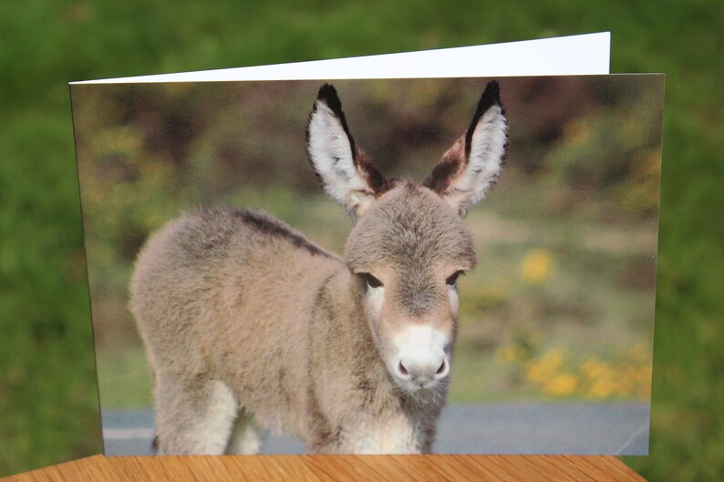 Donkey Greeting Cards Pack - Etsy UK