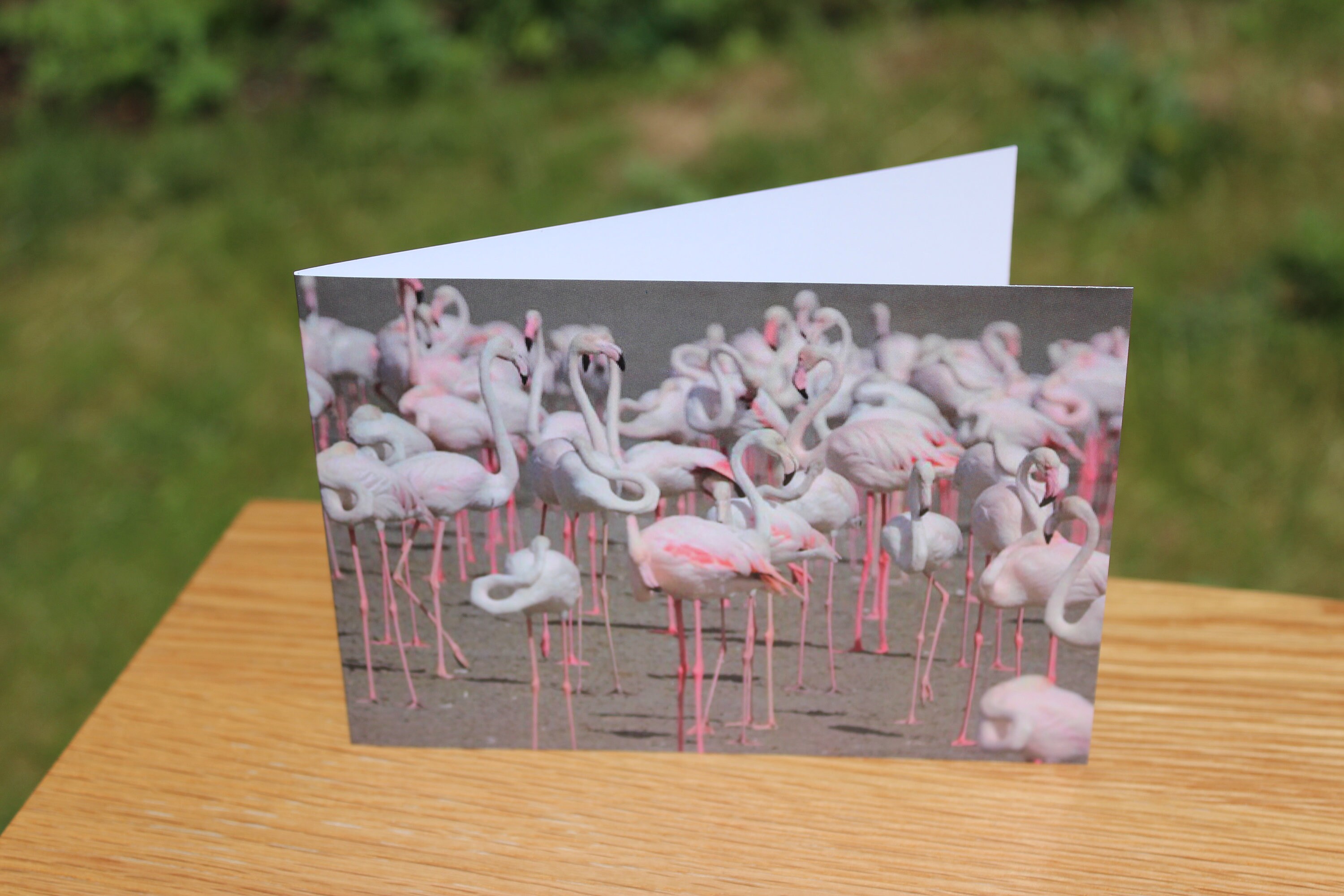 Flamingo Greeting Card - Etsy UK